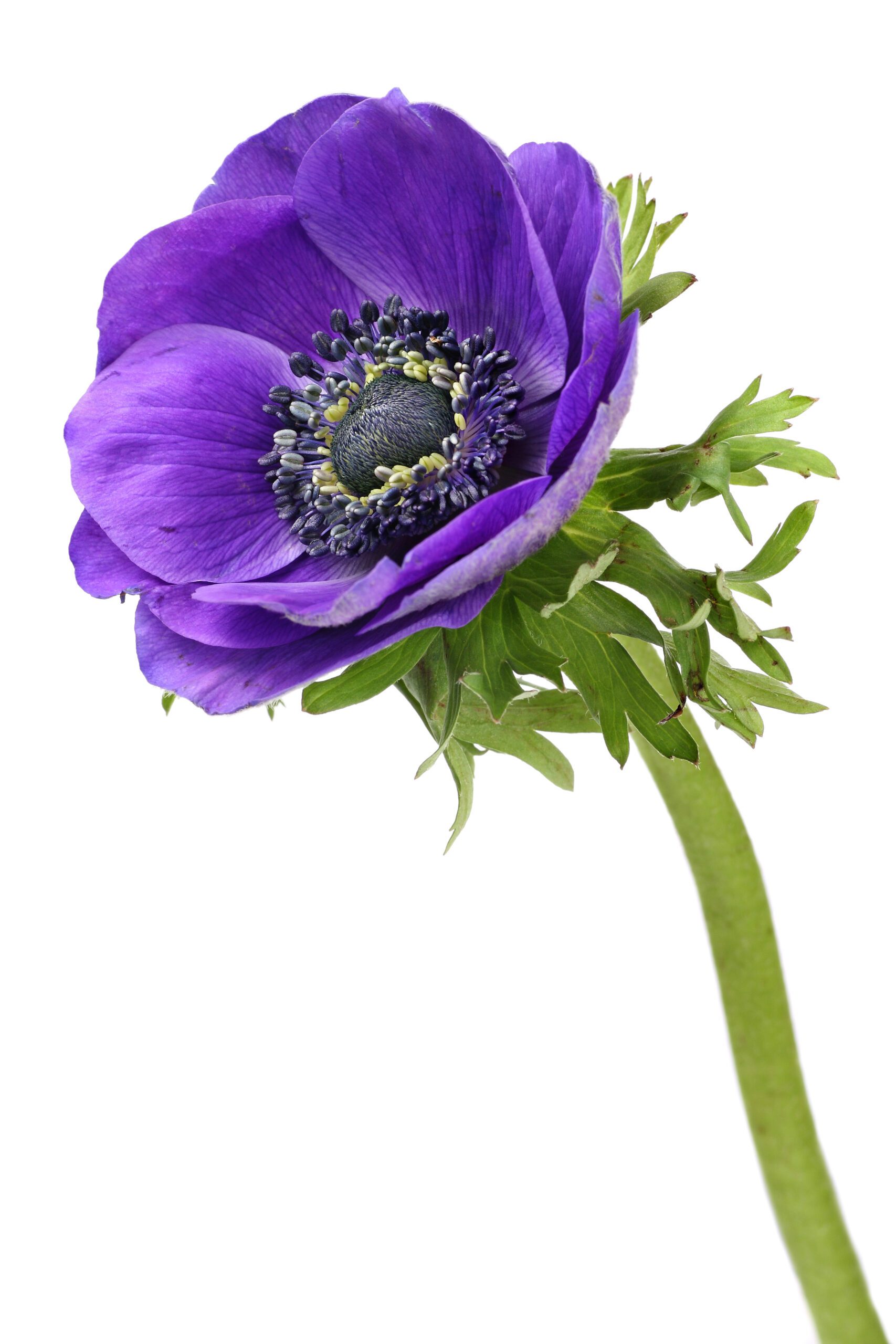 Quelles fleurs choisir pour un mariage en hiver ? - Atelier Lavarenne Quelles fleurs choisir pour un mariage en hiver ? - Atelier Lavarenne
