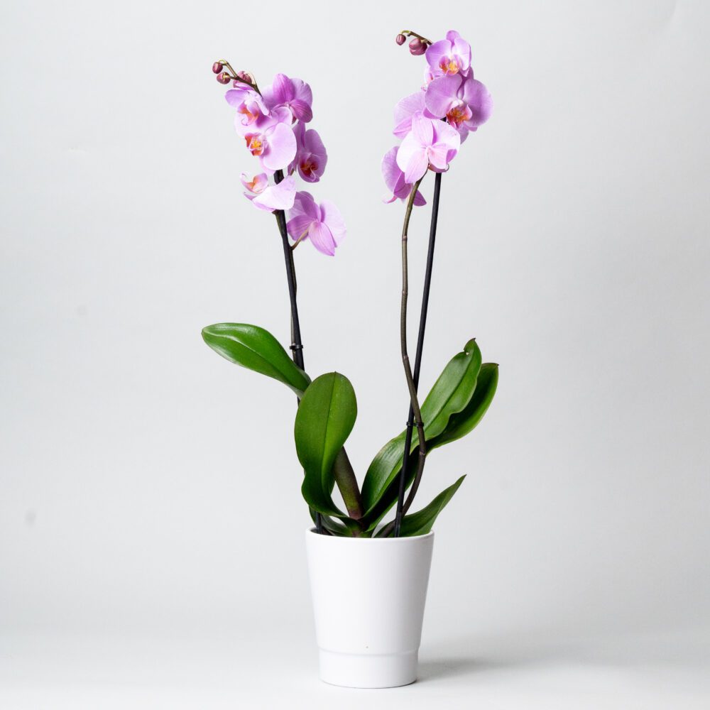 Orchidée rose en pot - Atelier Lavarenne